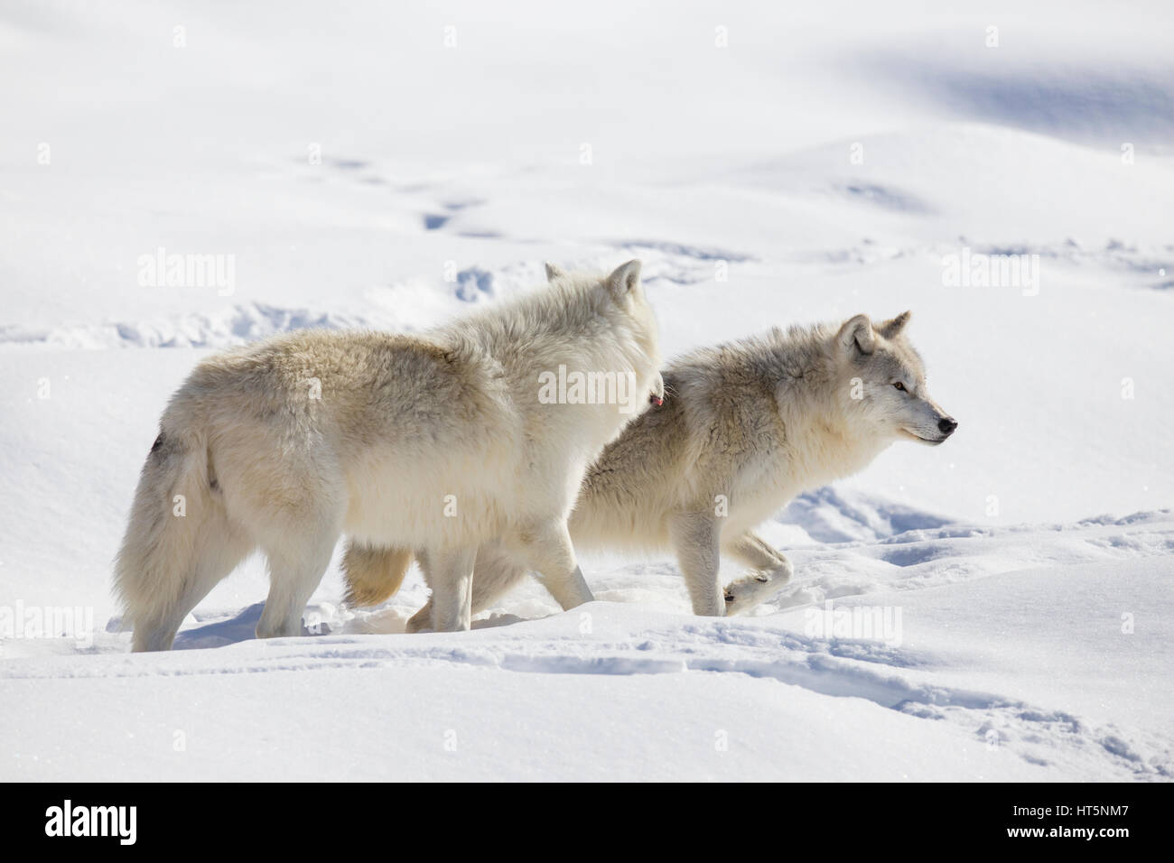 Arctic wolves in winter Stock Photo - Alamy
