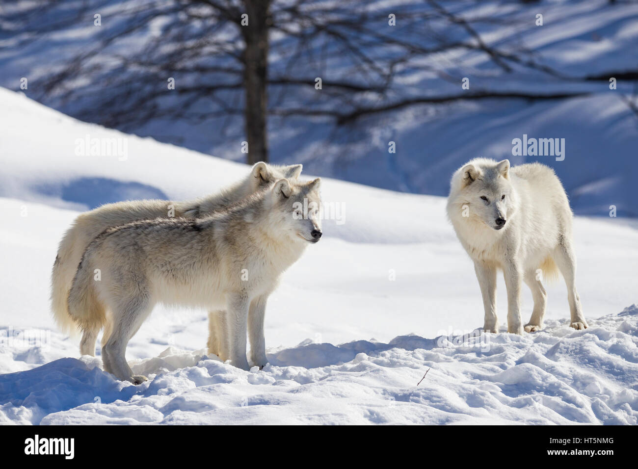 Arctic wolves running hi-res stock photography and images - Alamy