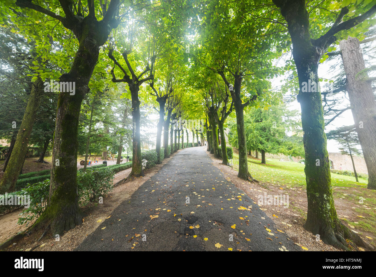 walk path and trees in Tuscany, Italy Stock Photo - Alamy