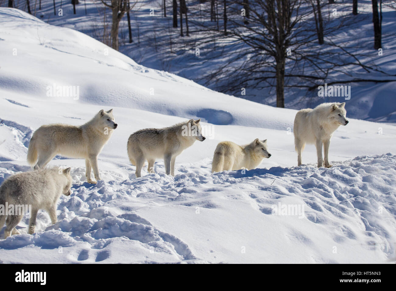 Arctic wolves hunting hi-res stock photography and images - Alamy