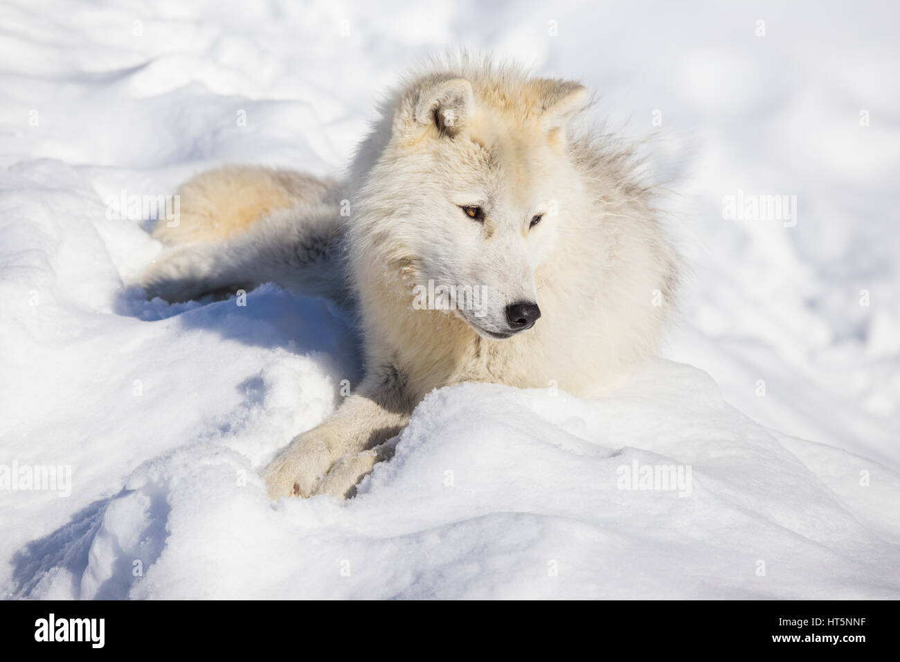 Arctic wolf in winter Stock Photo - Alamy