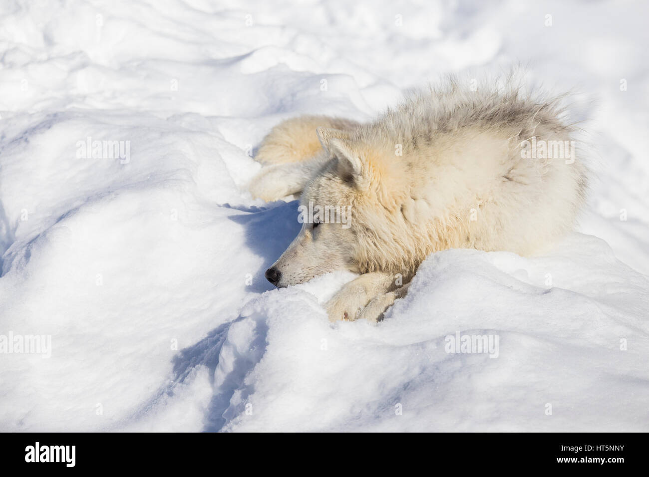Arctic wolf in winter Stock Photo - Alamy