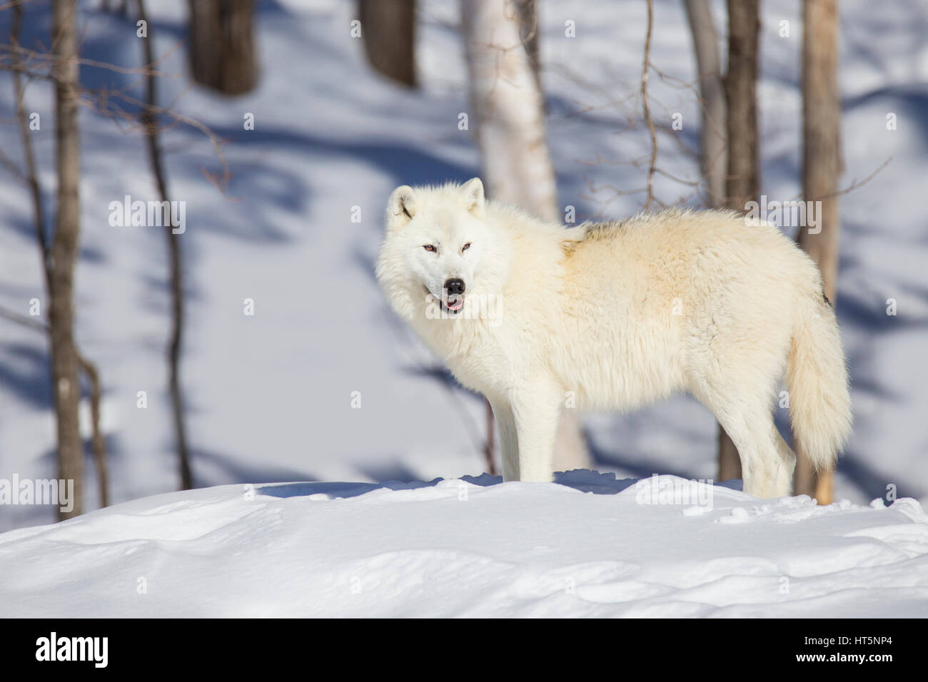 Arctic wolf in winter Stock Photo - Alamy