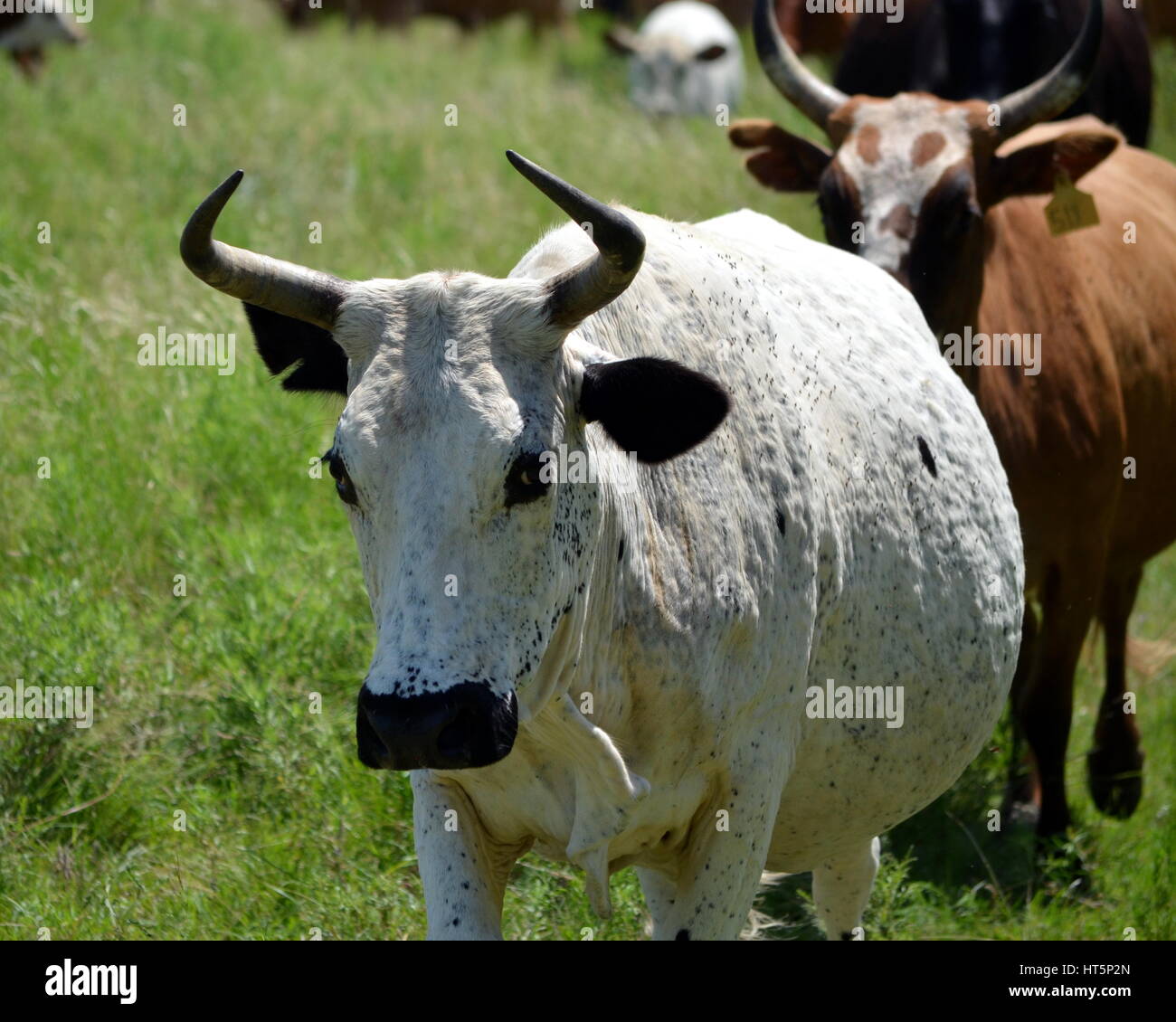 Cattle on a Ranch in Texas Stock Photo - Alamy