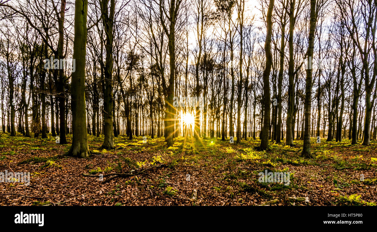 Northumberlandia, Northumberland. Tree's next to Northumberlandia at ...