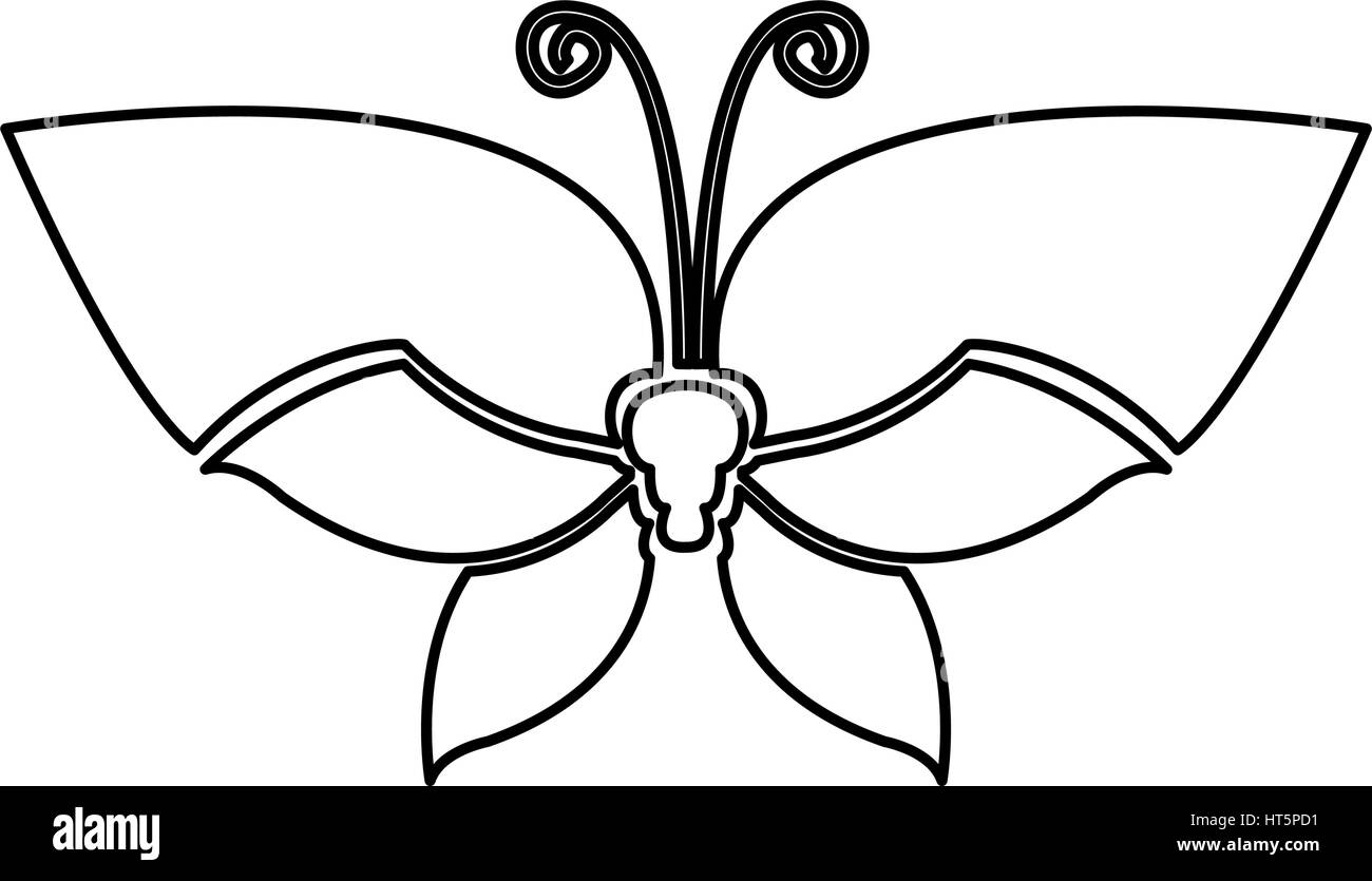 Closeup wing white butterfly Black and White Stock Photos & Images - Alamy