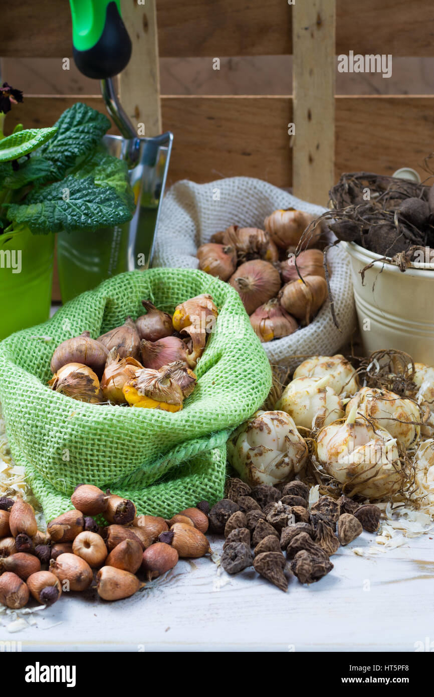 Spring and summer garden works - plant summer different flowers, bulbs ...