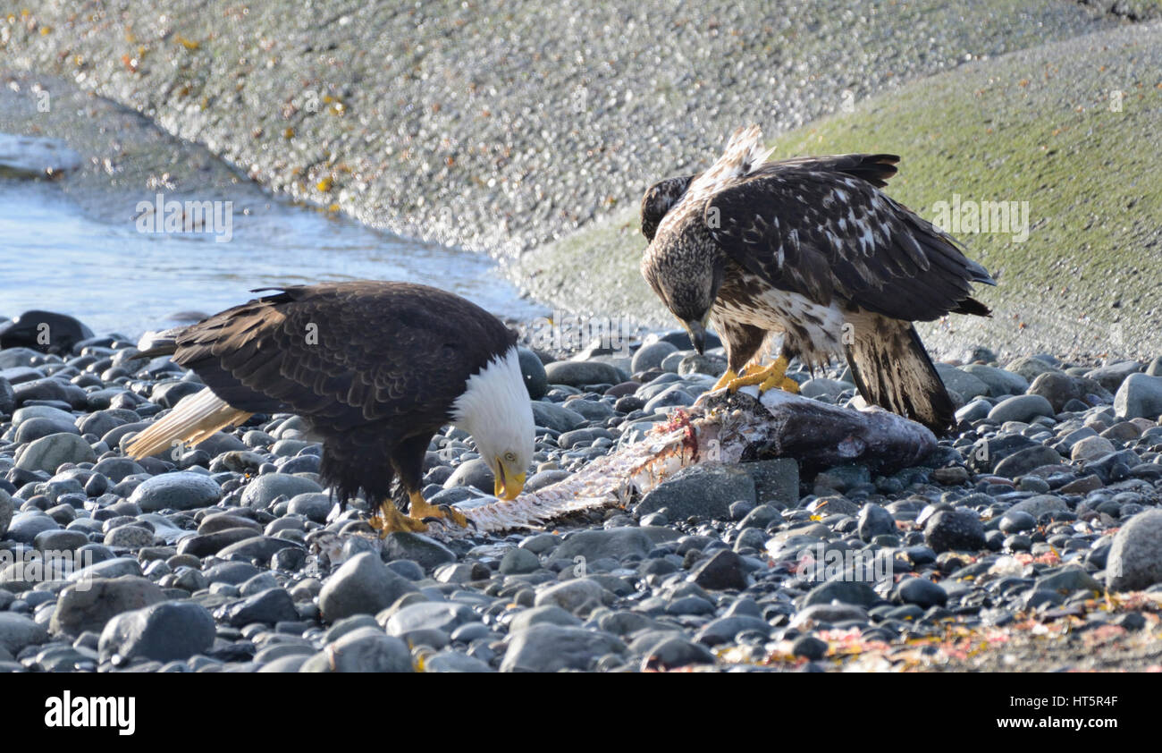 Mature and immature bald eagle eating a fish carcass Stock Photo - Alamy