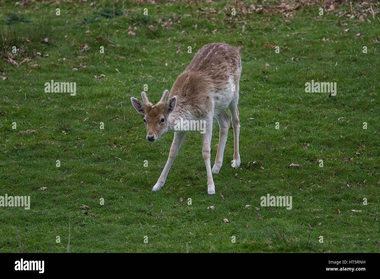 photo of a young male fallow deer with antlers growing looking alertly ...