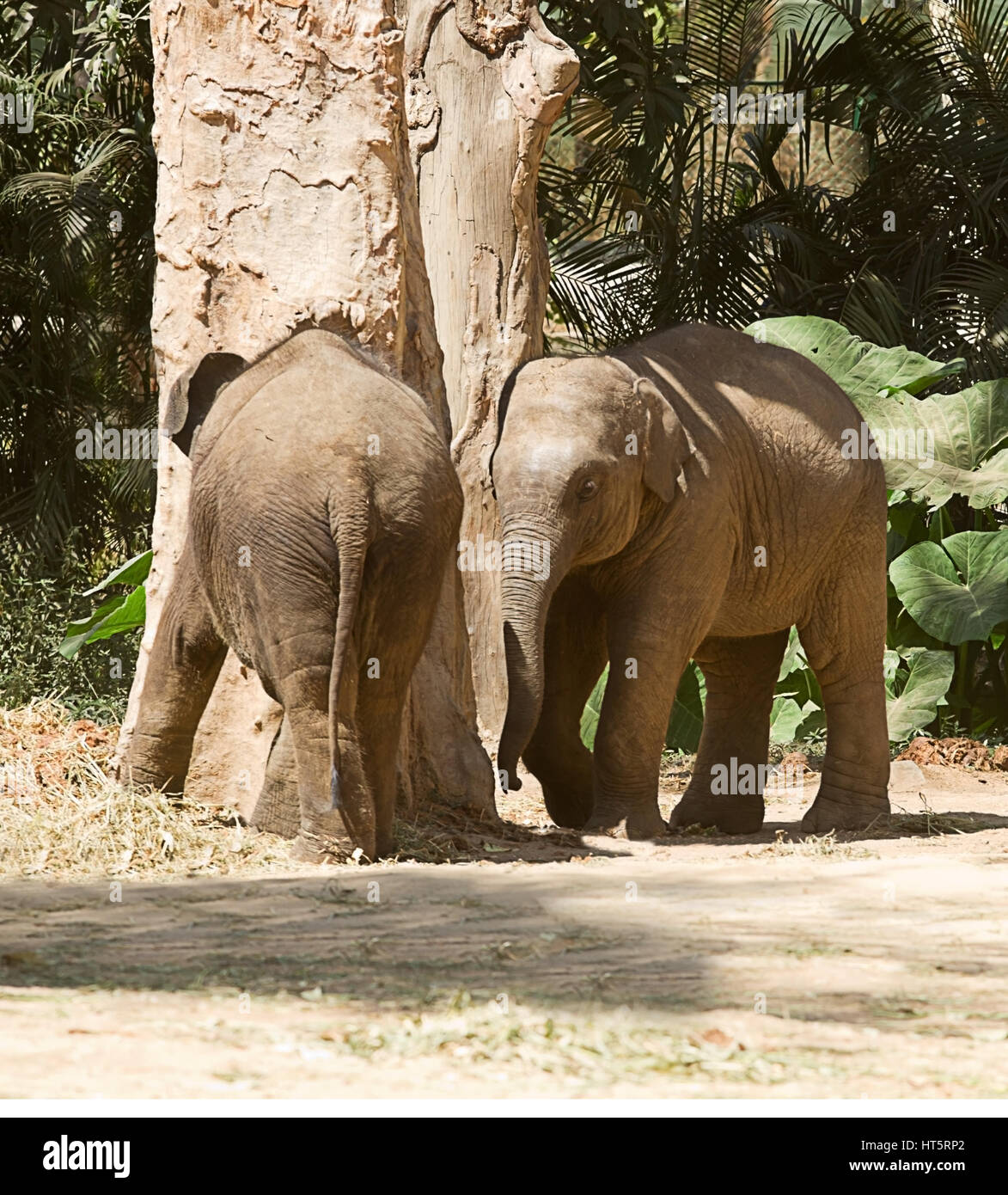 photo of a pair of young Asian Elephants play around a tree on a hot ...