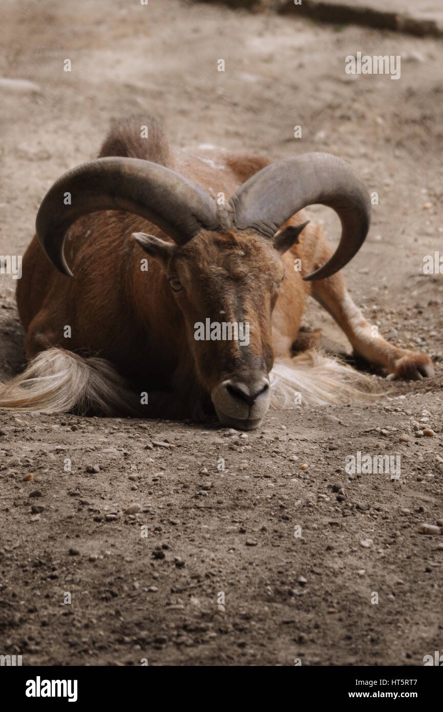 Animal free hi-res stock photography and images - Alamy