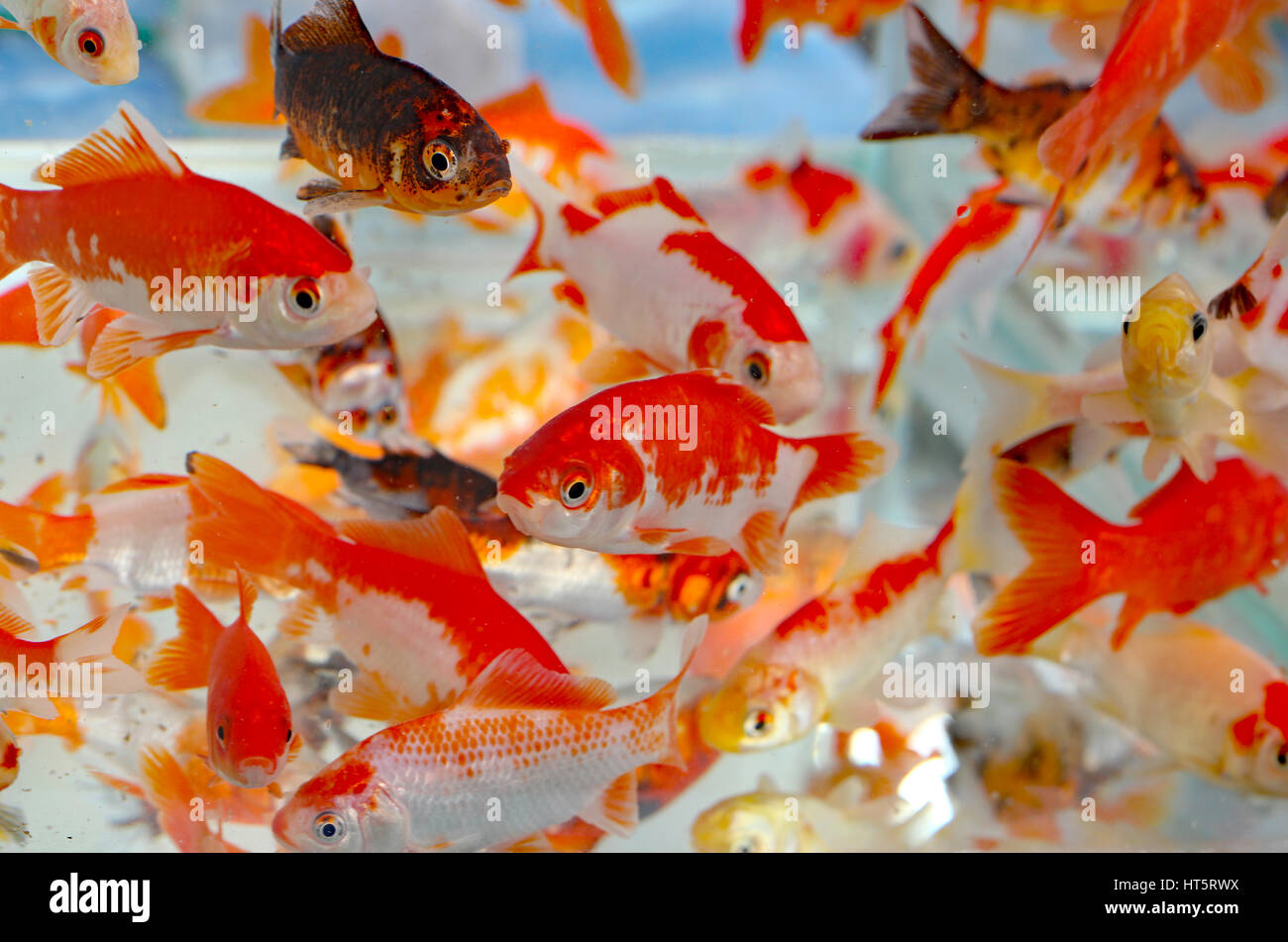 Many goldfish swimming hi-res stock photography and images - Alamy