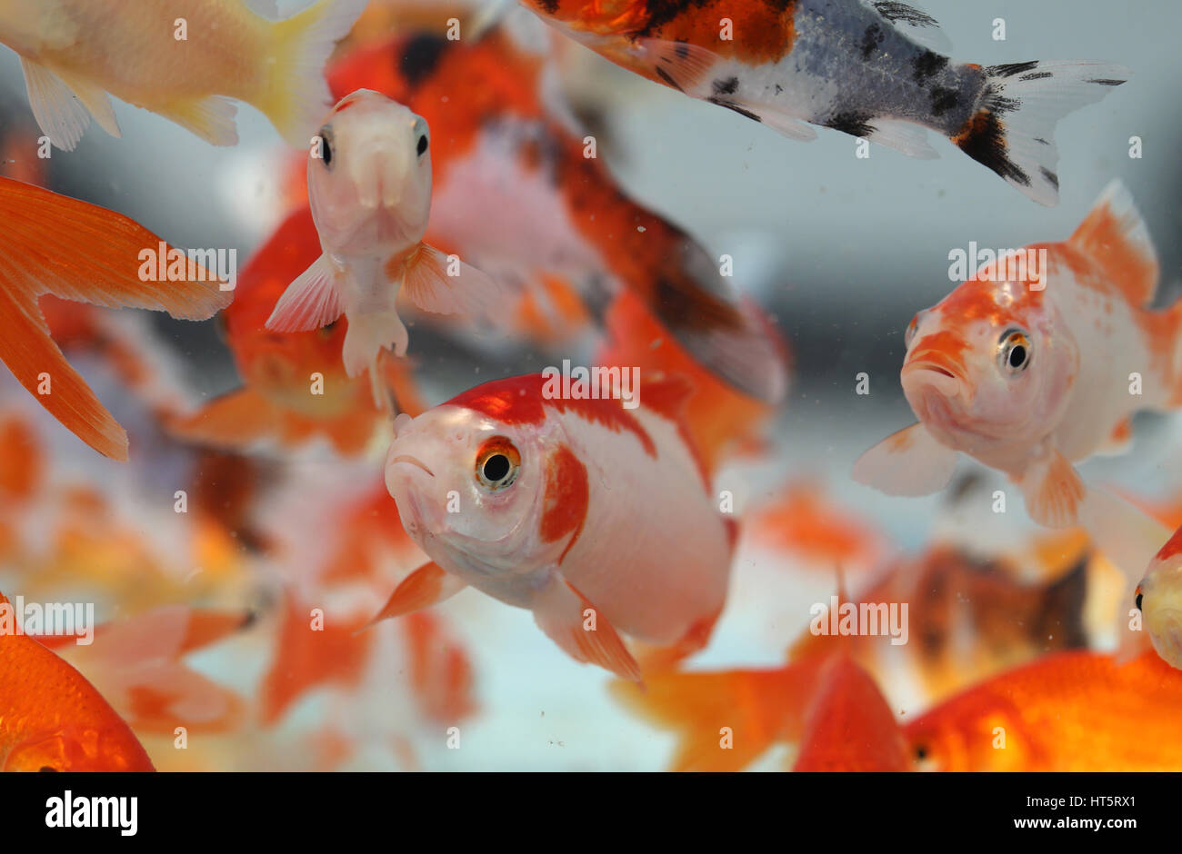 many goldfish in the aquarium of pet shop for sale Stock Photo - Alamy
