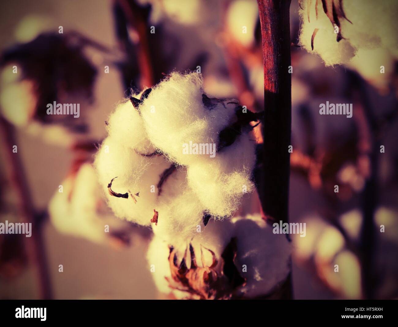 cotton in the intensive cultivation of cotton plant before harvest ...