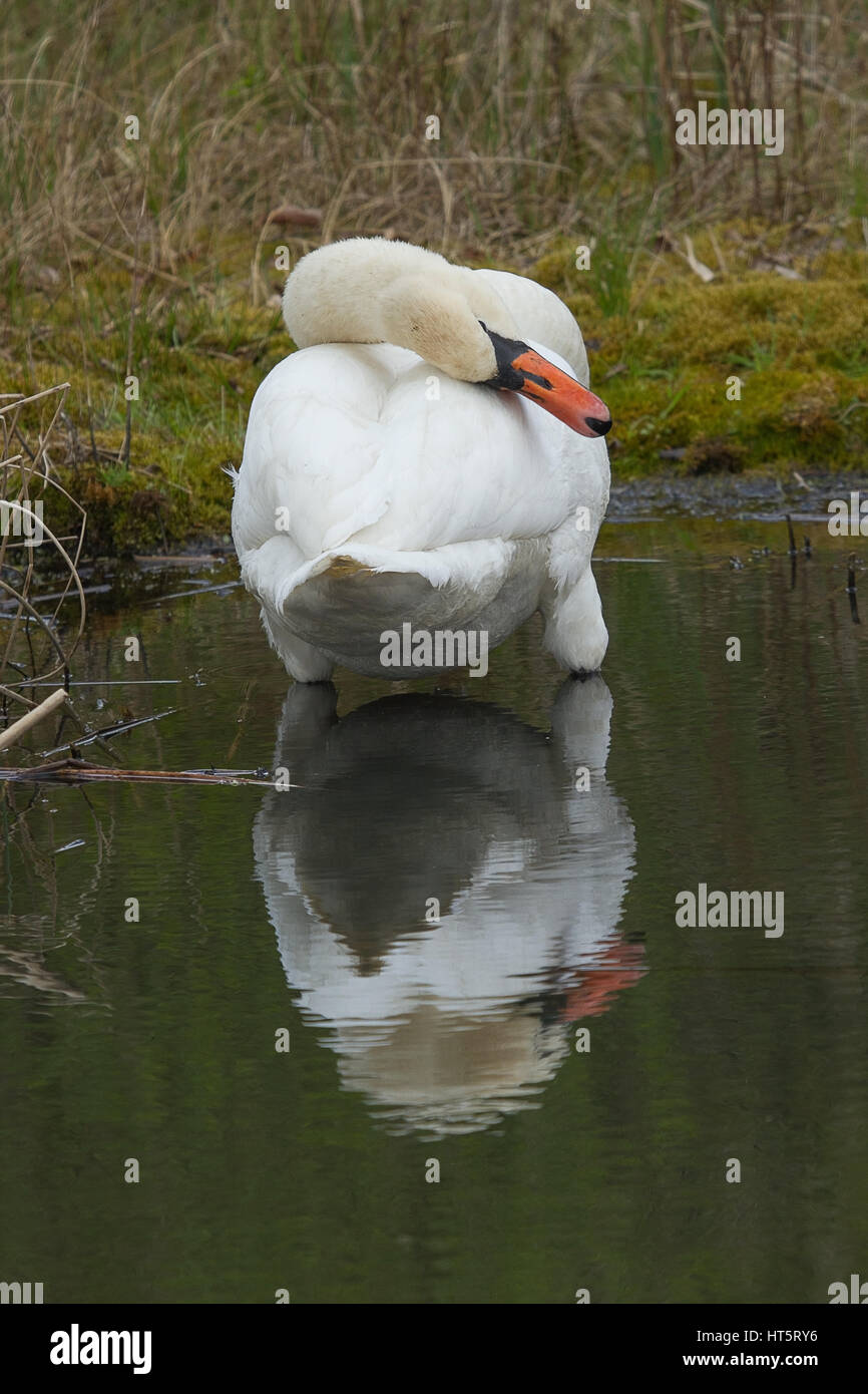 Adult male swan hi-res stock photography and images - Alamy