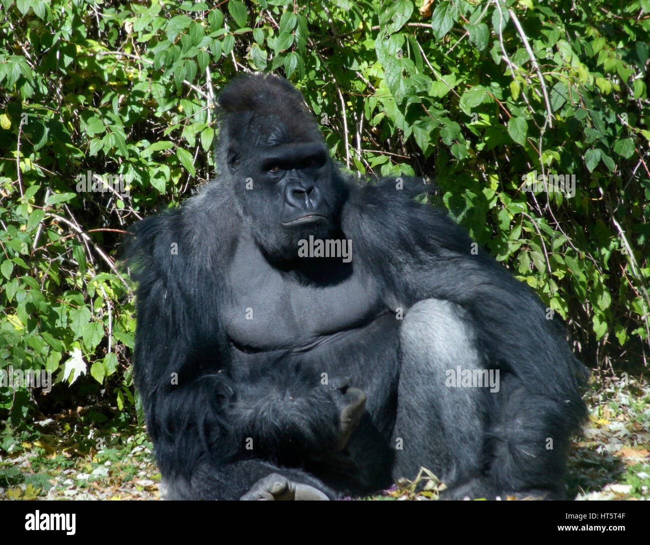 Silverback gorilla sitting green vegetation Stock Photo - Alamy