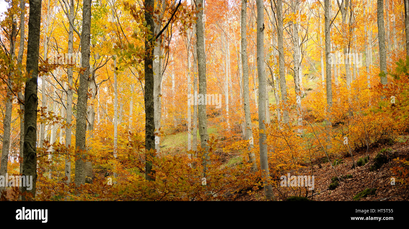 Autumn fall background hi-res stock photography and images - Alamy
