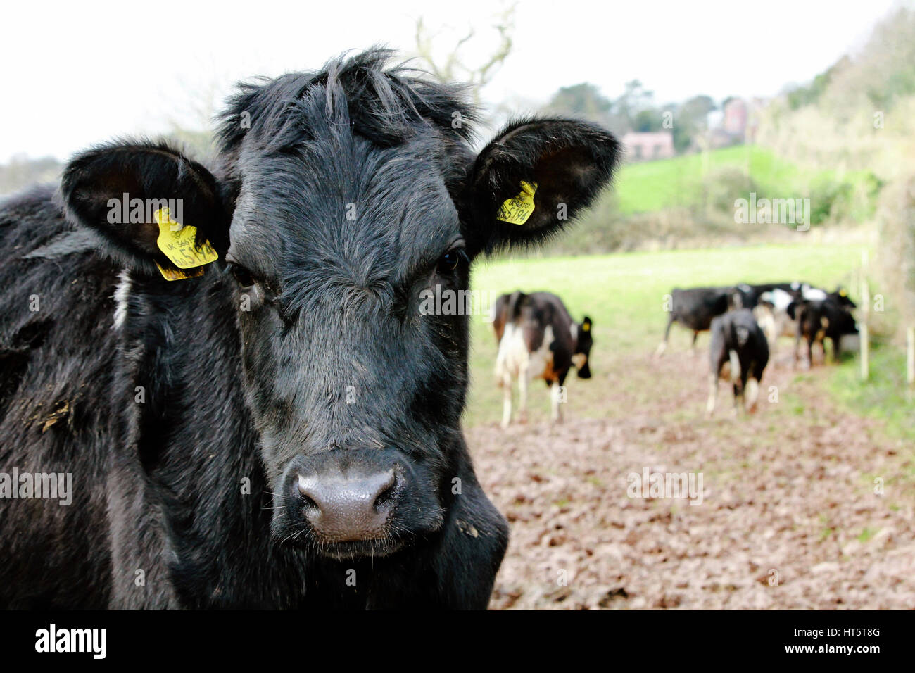 Cows in a field Stock Photo - Alamy
