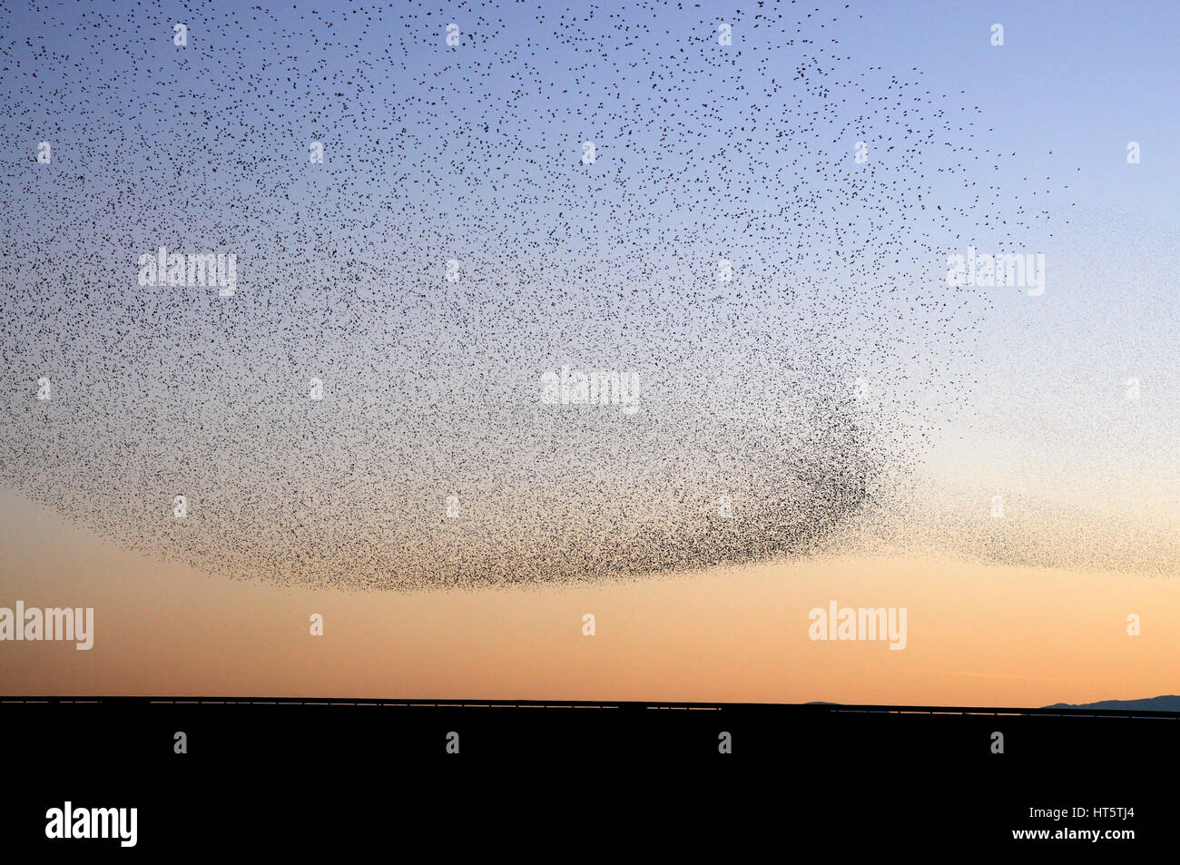 A large flock of birds flies above the freeway Stock Photo - Alamy