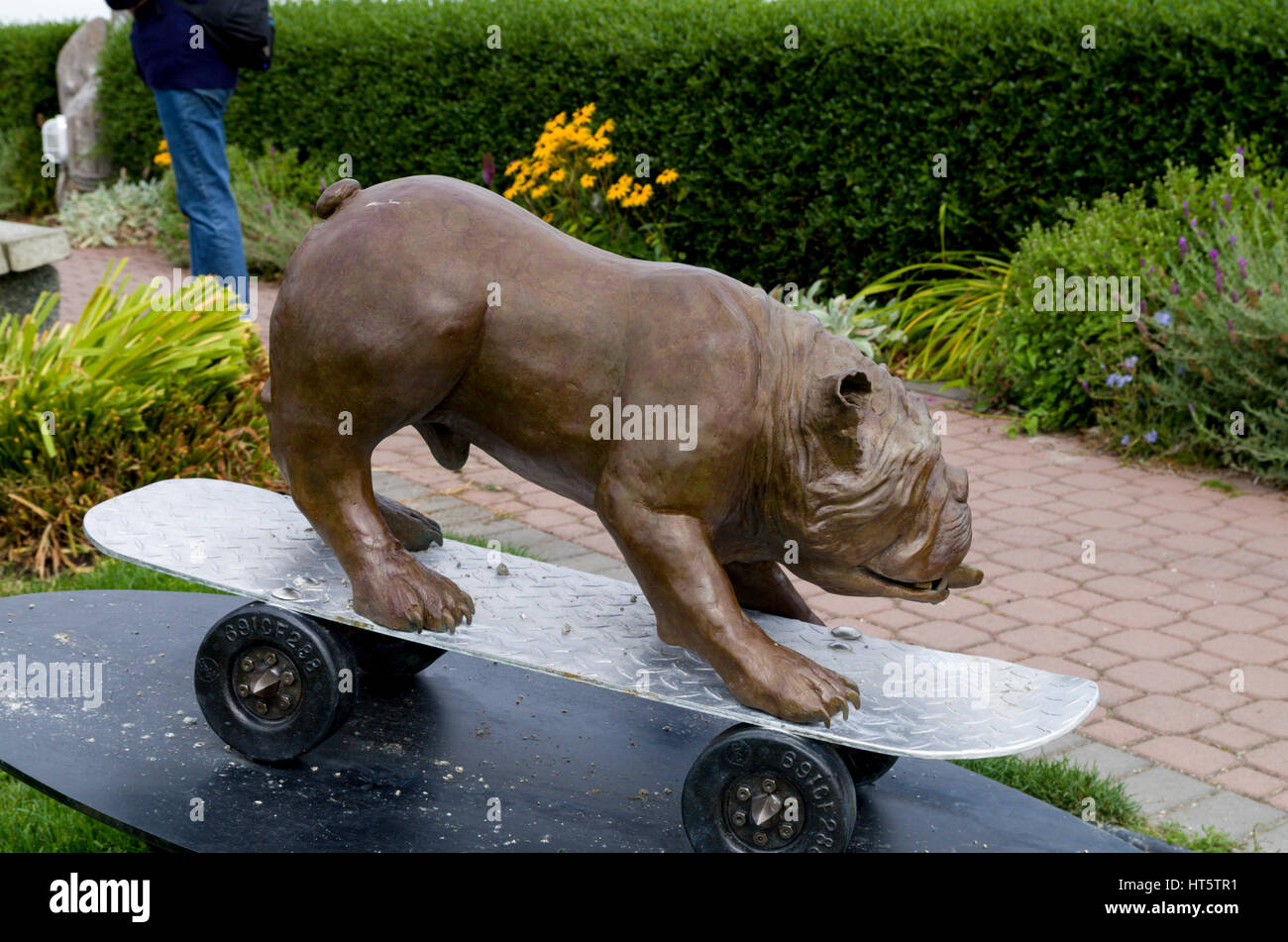 Skateboarding bulldog hi-res stock photography and images - Alamy