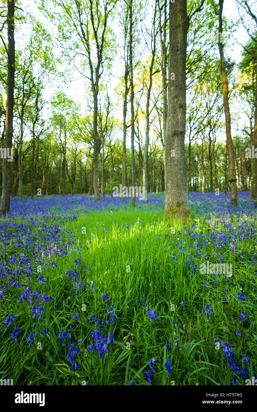 Bluebell Forest (Hyacinthoides non-scripta), United Kingdom Stock Photo ...