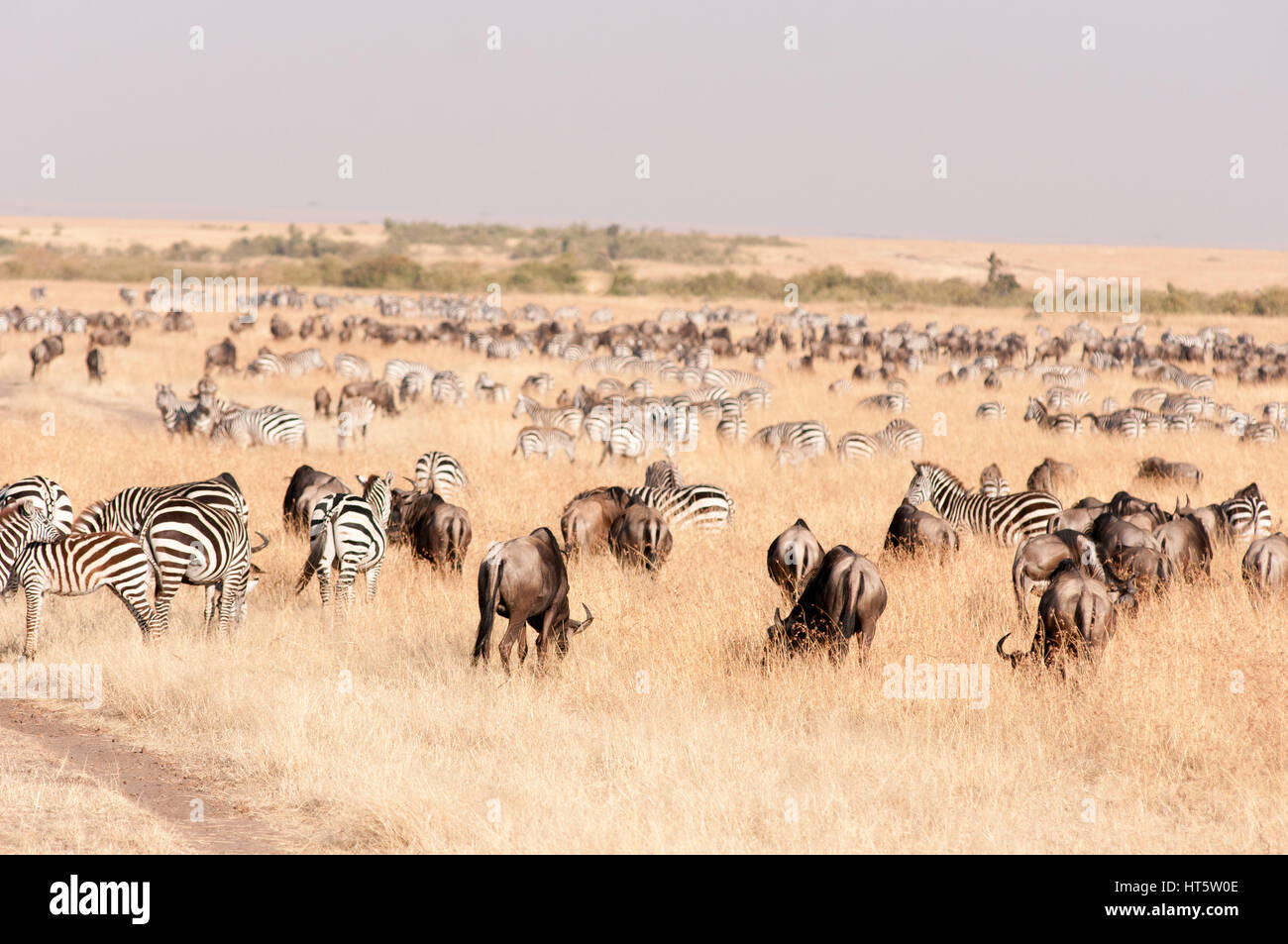 Blue wildebeest burchells zebra kenya hi-res stock photography and ...