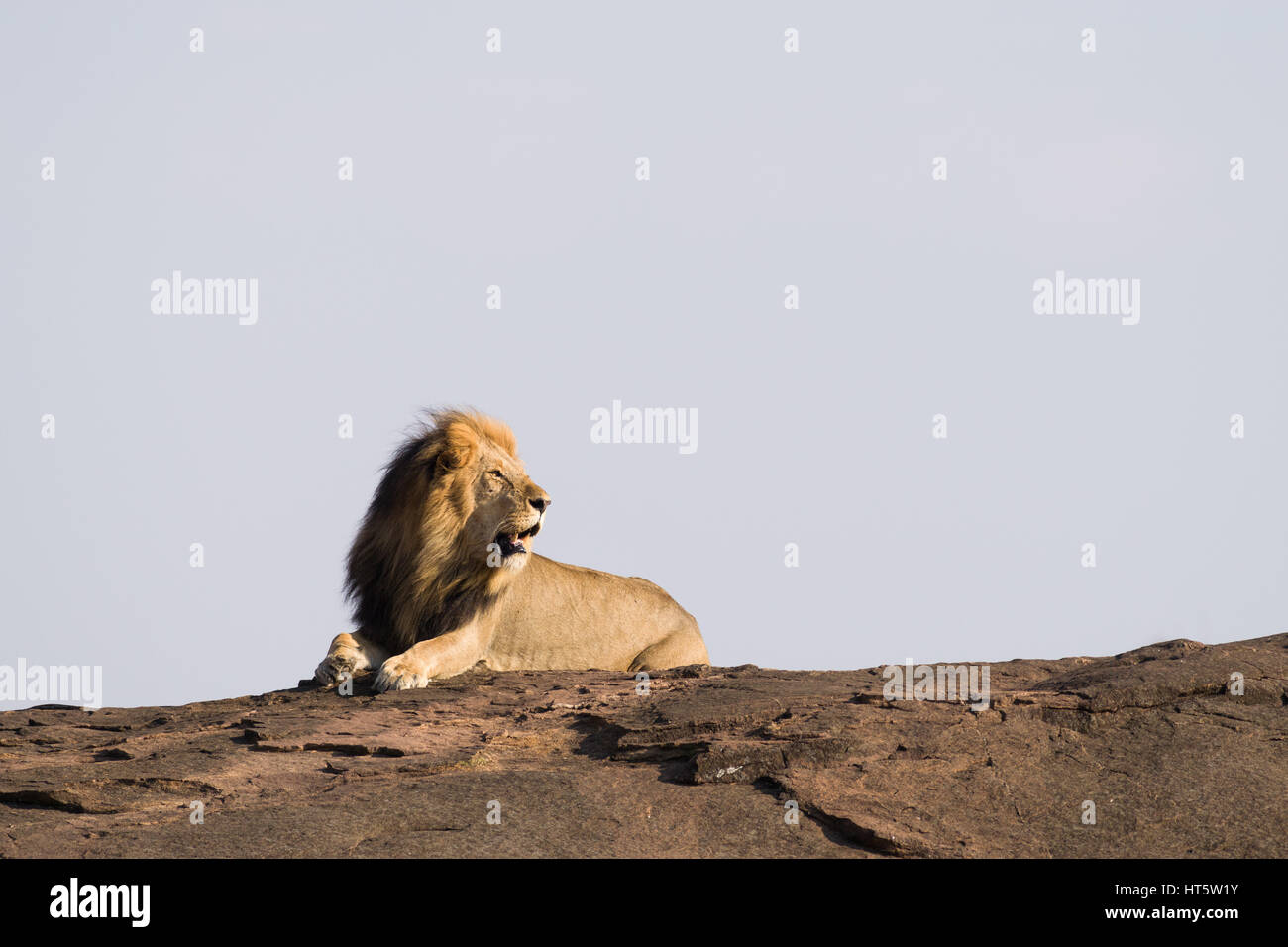Male Lion On Rock 228 Male Lion Laying Rock Stock Photos Free