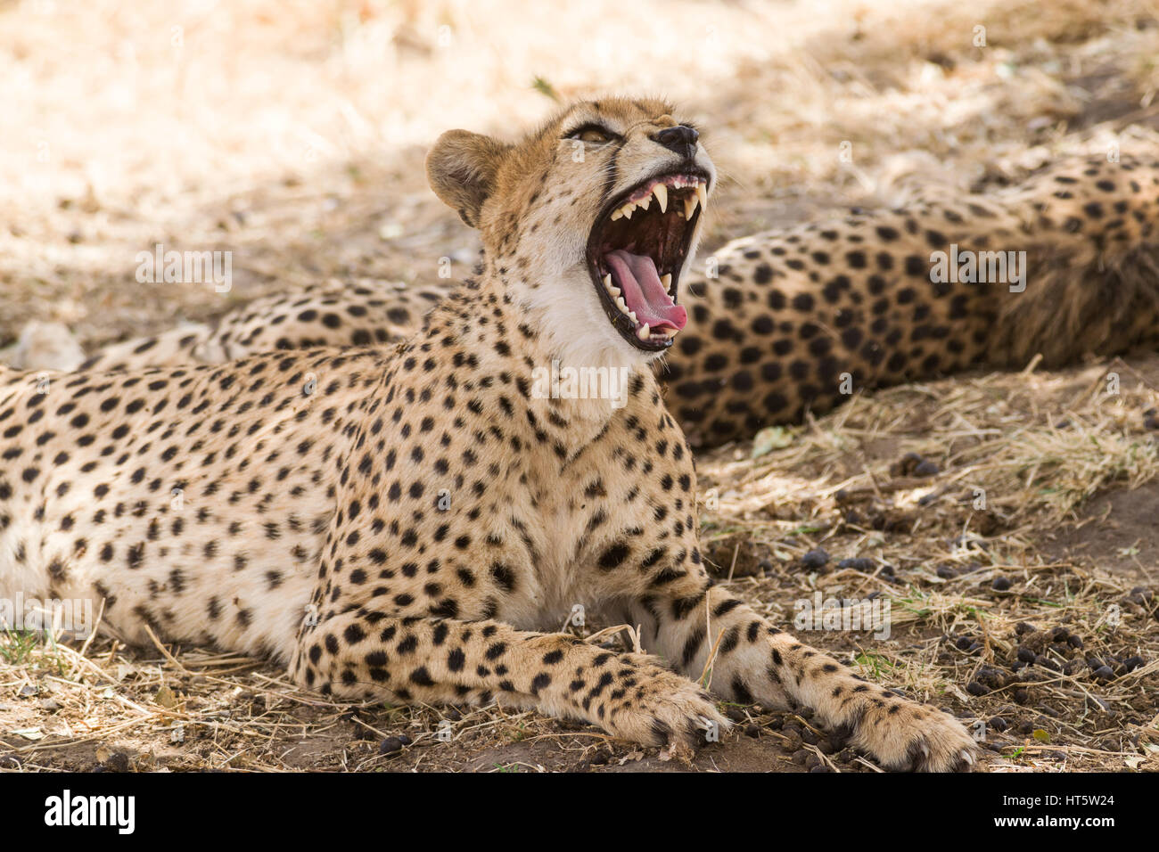 Yawning Cheetah (Acinonyx jubatus), Maasai Mara Stock Photo - Alamy