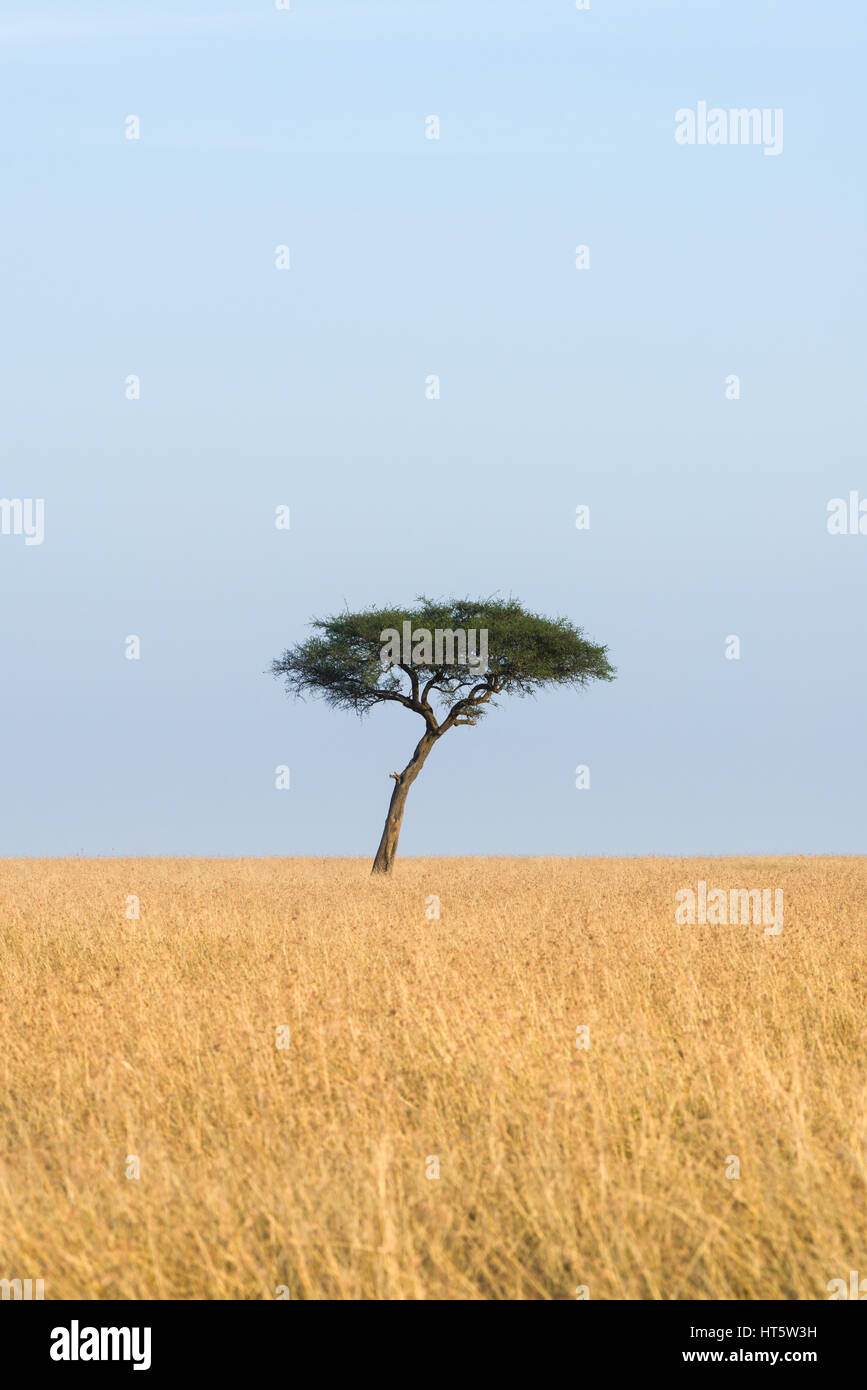Lone Acacia tree in dry grass with steel blue sky in background, Maasai ...