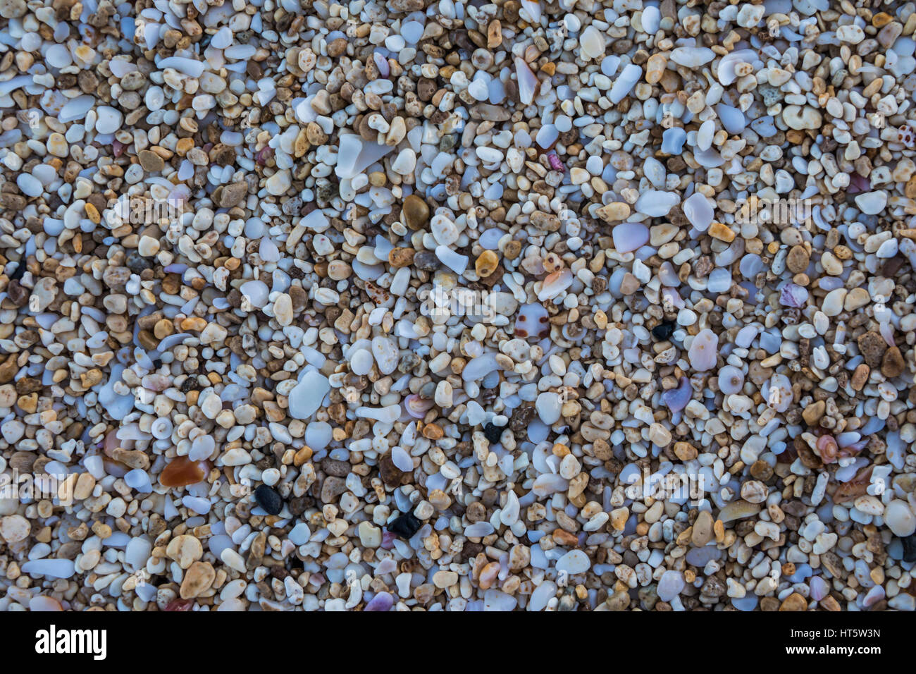 Beach pebbles rocks shells hi-res stock photography and images - Alamy