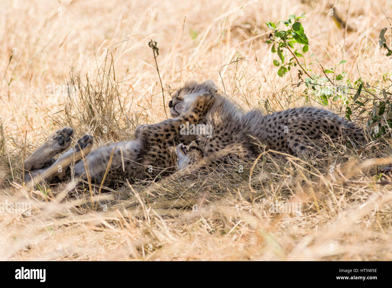 Two Cheetah cubs (Acinonyx jubatus) playing in dry grass, Maasai Mara ...