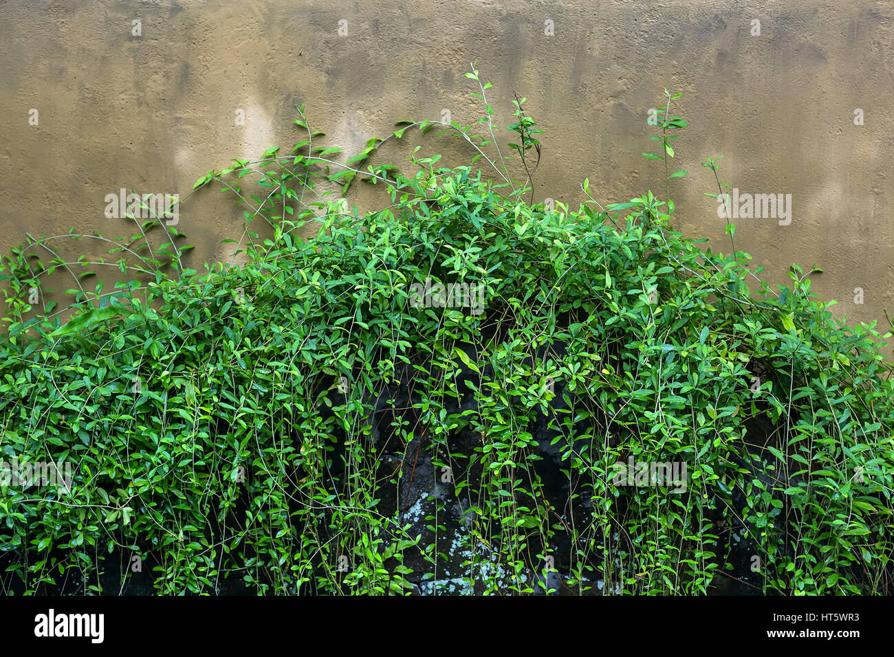 Green creeper plant on the textured brown wall background. Closeup ...