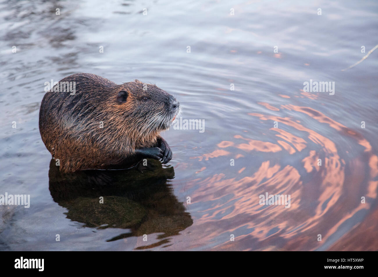 Nutria eating hi-res stock photography and images - Alamy