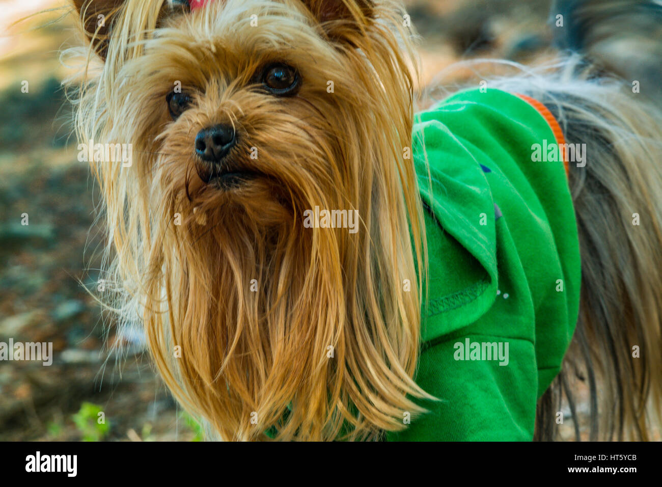 small dog portrait Stock Photo - Alamy