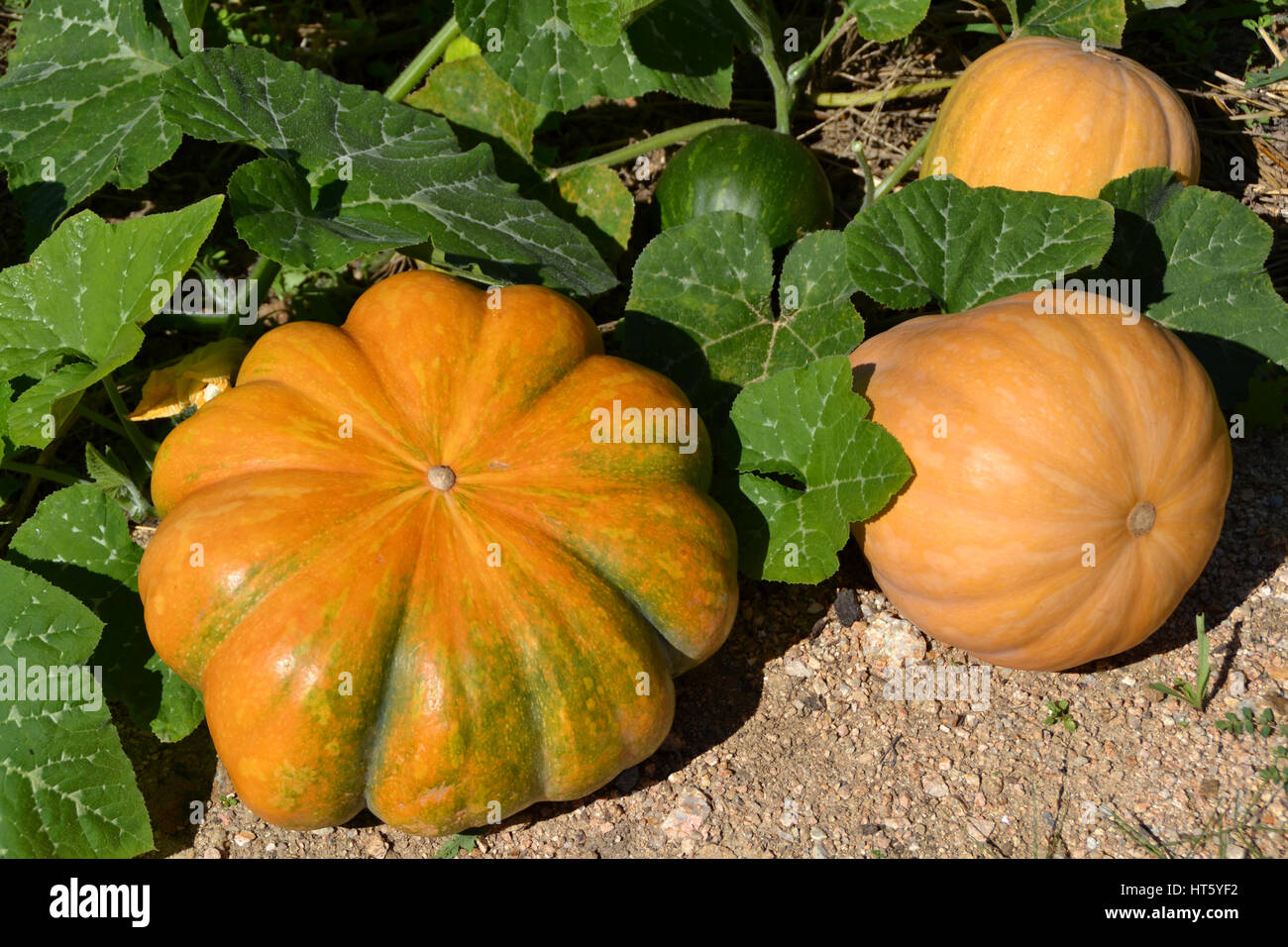 Pumpkin plants in a field Stock Photo - Alamy