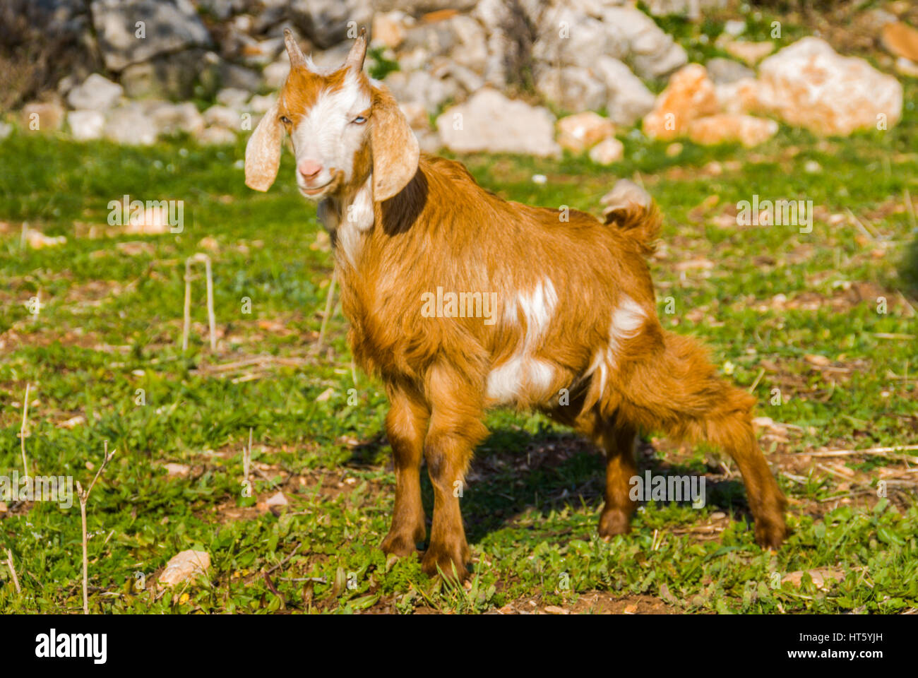 Golden goat hi-res stock photography and images - Alamy