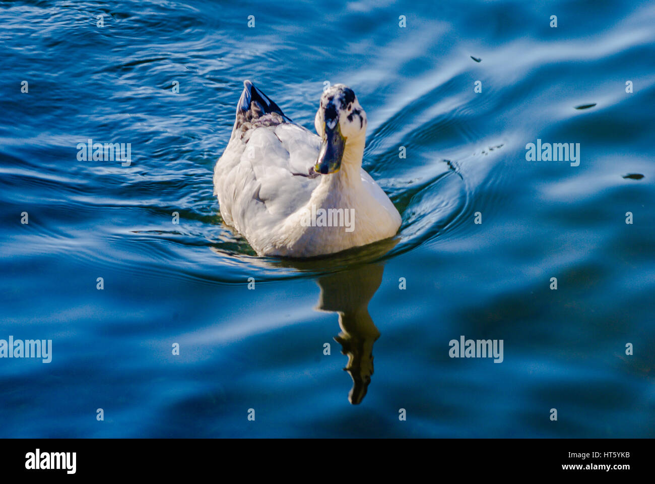 duck swimming reflection on water Stock Photo - Alamy