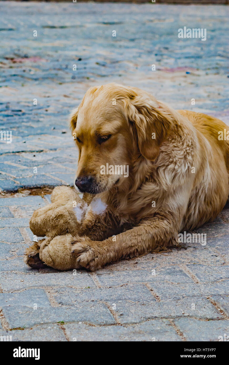 Teddy bear dog hi-res stock photography and images - Alamy