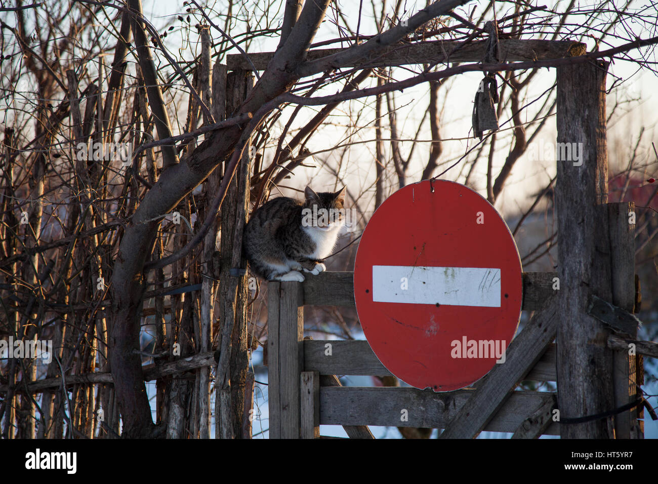 Animals. Funny situations Stock Photo - Alamy
