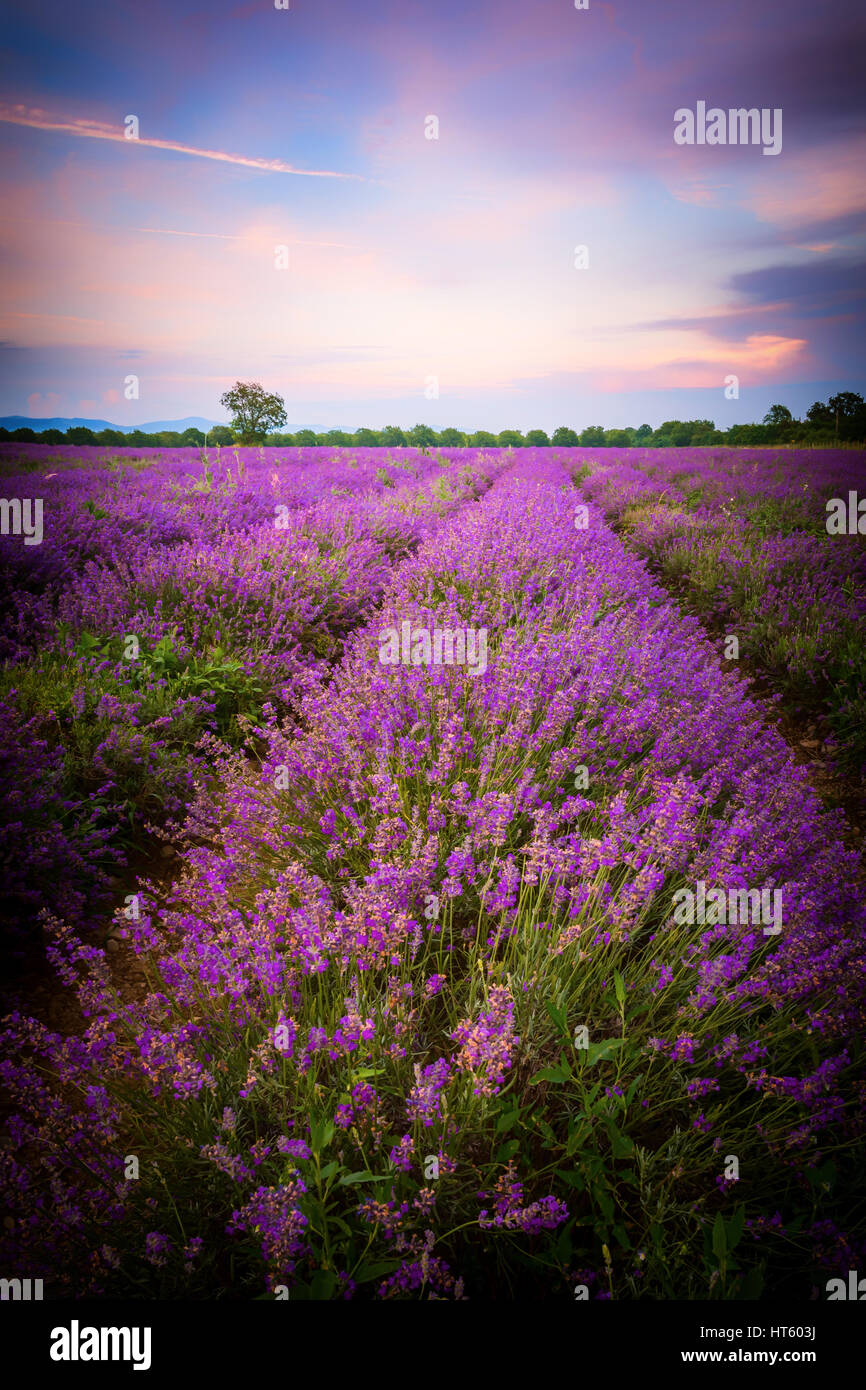 Sightseeing of lavender field hi-res stock photography and images - Alamy