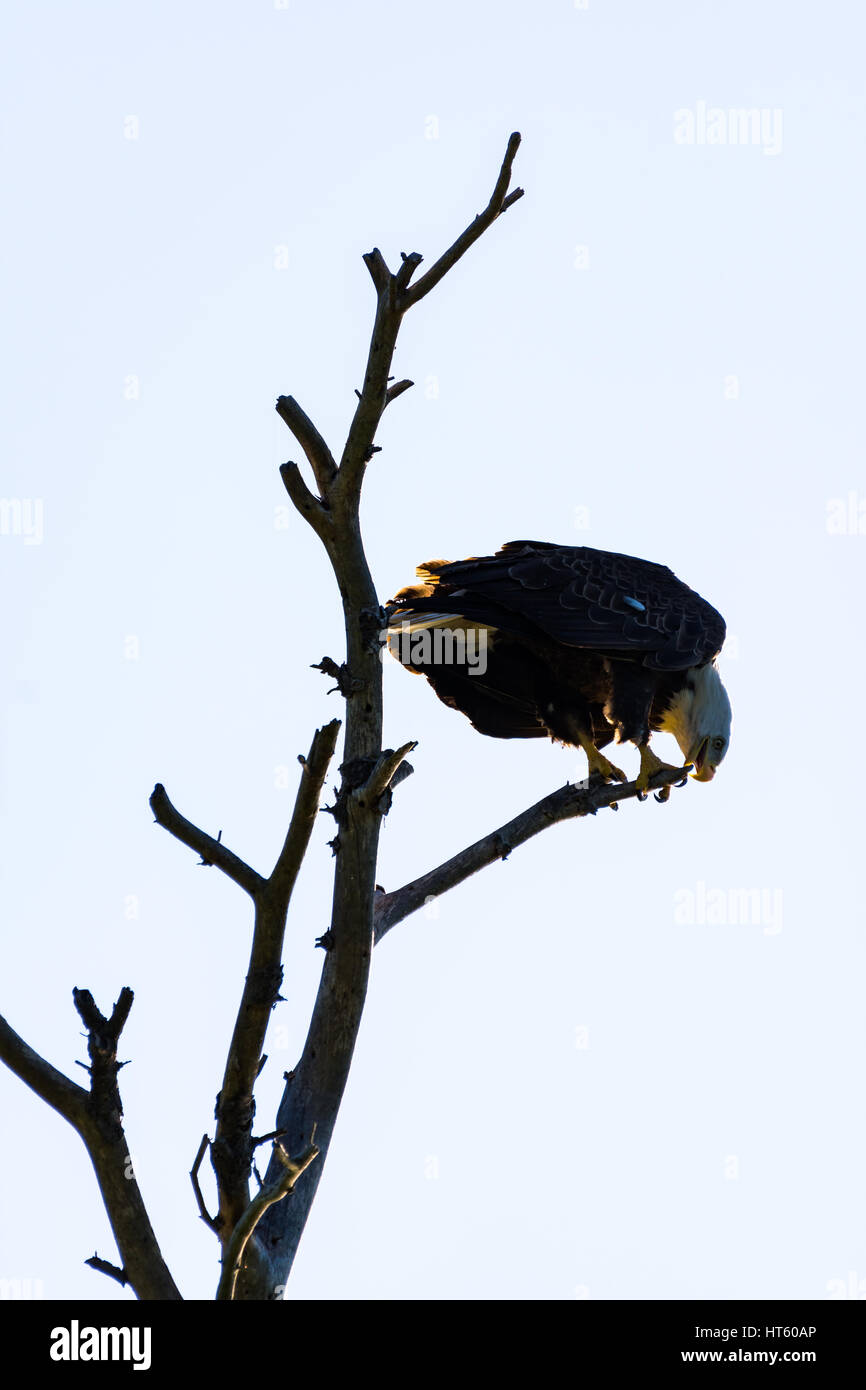 A bald eagle (Haliaeetus leucocephalus) perched in a dead tree Stock ...
