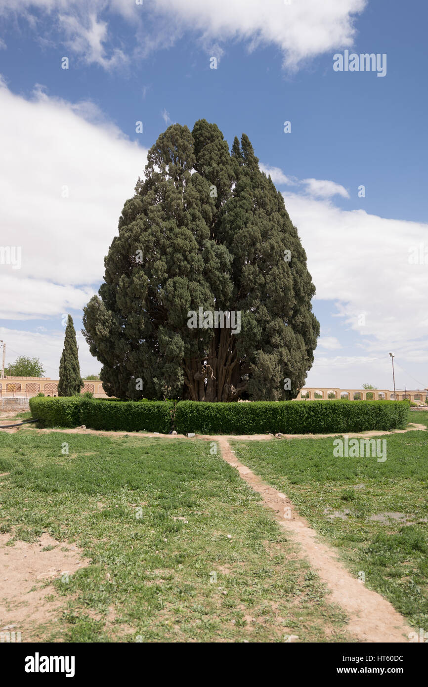 The Cypress of Abarkuh, also called the Zoroastrian Sarv, is a ...