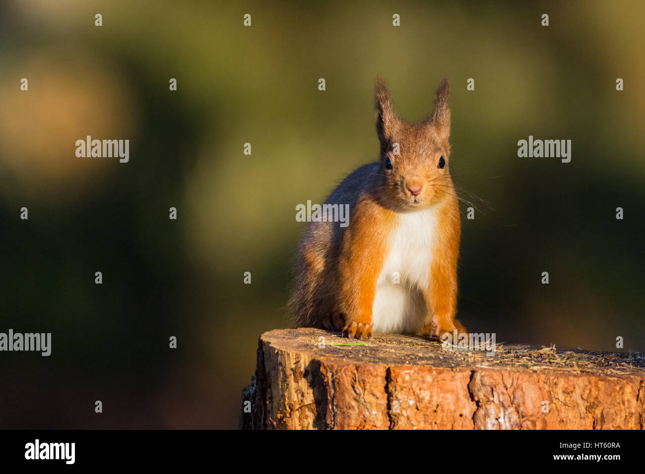 Red Squirrel (sciurus vulgaris) sat on a tree stump, Caledonian Forest ...