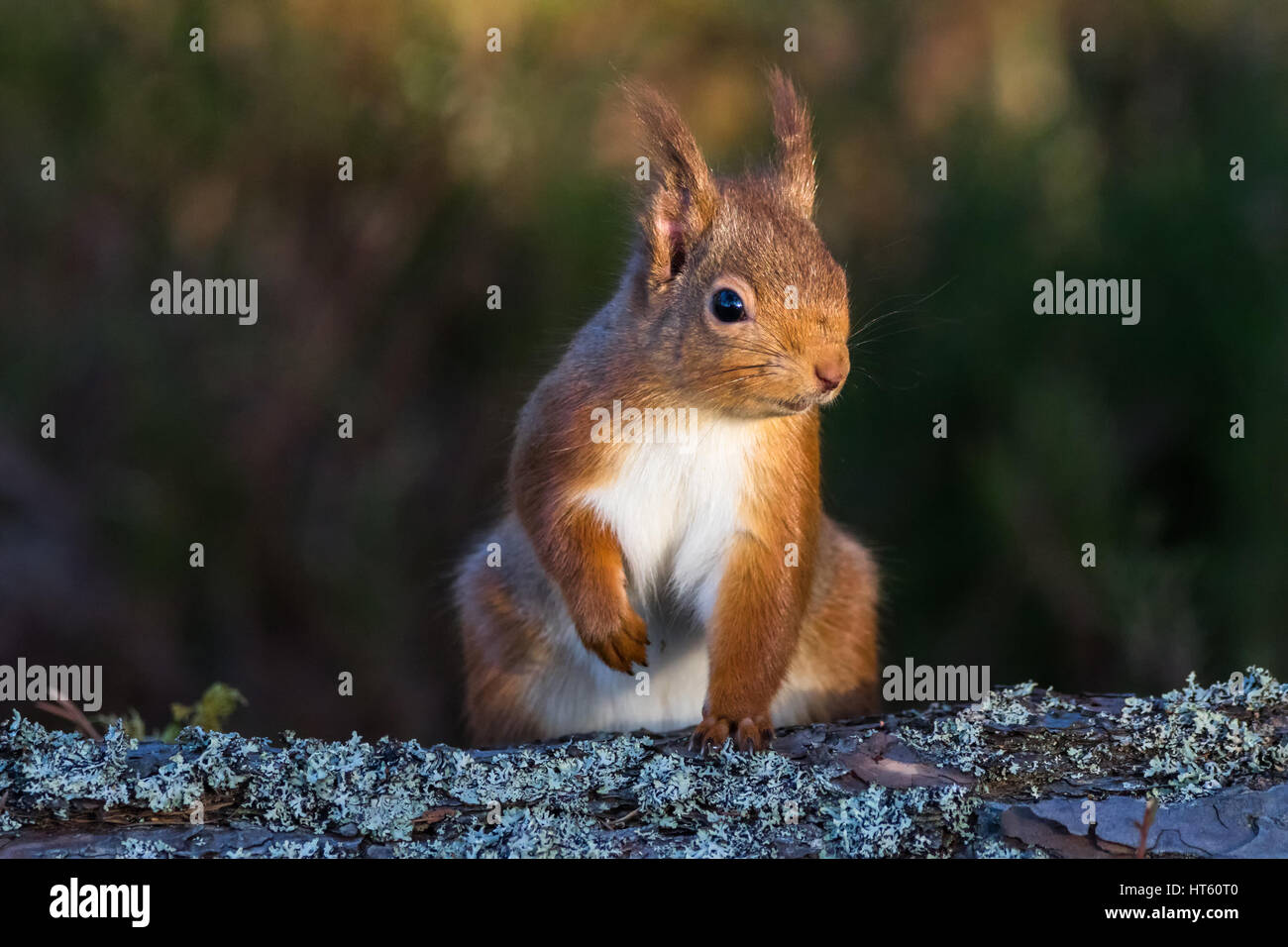 Red Squirrel (sciurus vulgaris) sat on the ground, Caledonian Forest ...