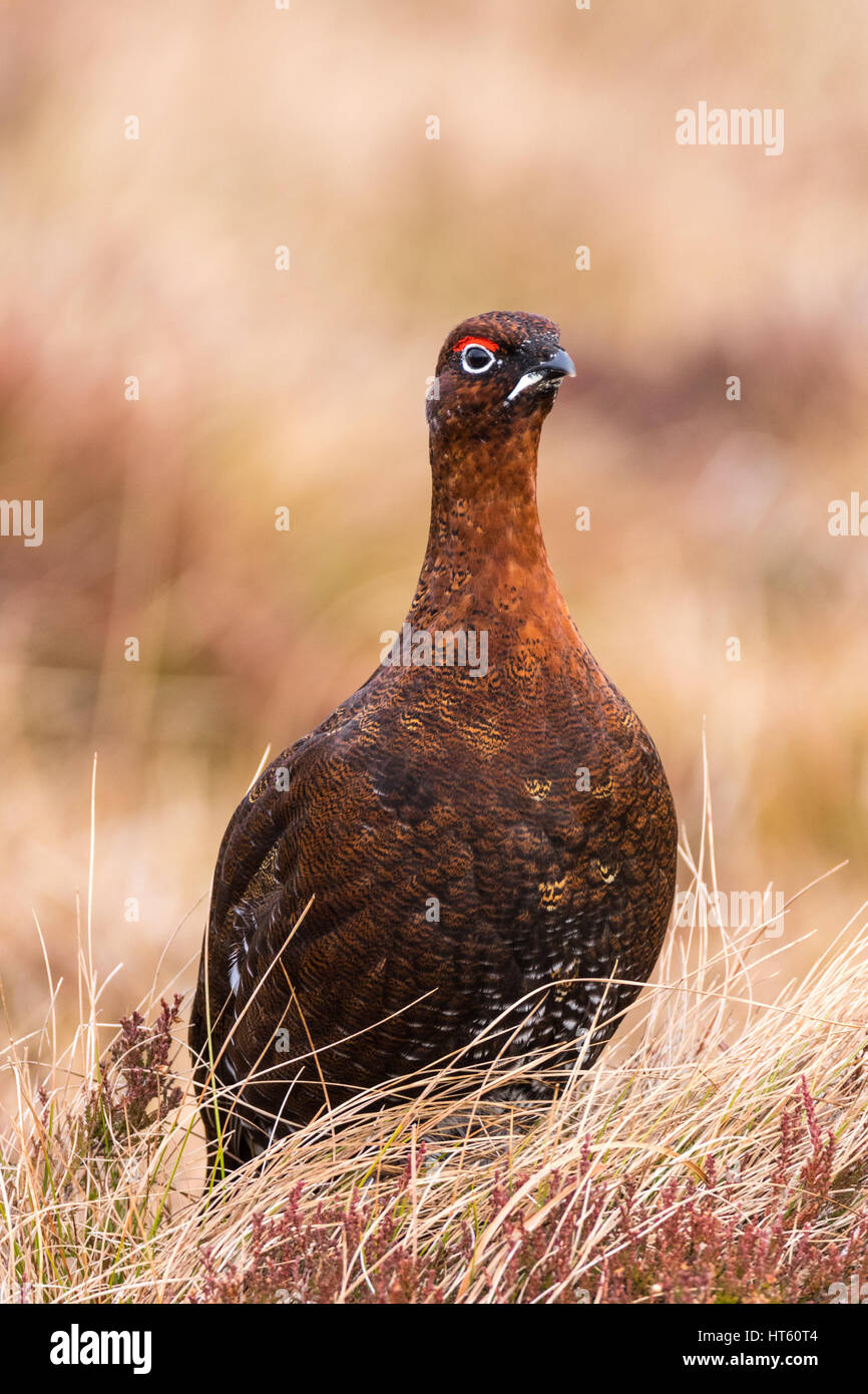 Male Red Grouse, (lagopus lagopus scoticus) Scotland, UK. Close up ...