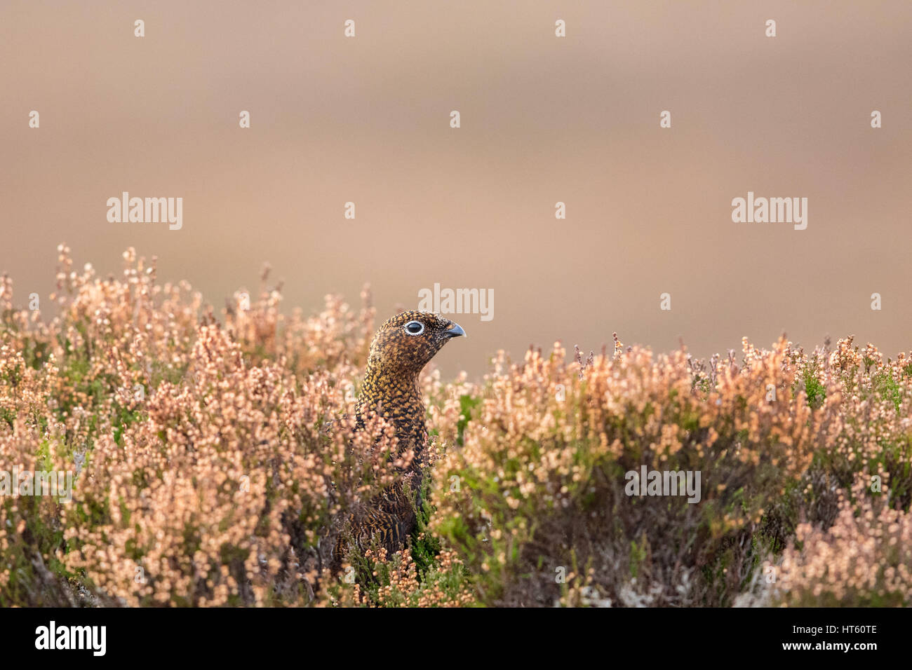 Female Red Grouse, (lagopus lagopus scoticus) Scotland, UK. Close up in ...