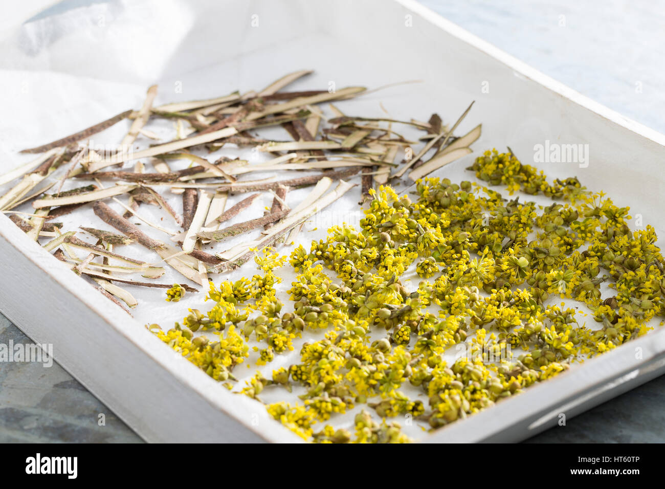 Blüten und Rinde von Kornelkirsche werden getrocknet. Kornelkirsche ...