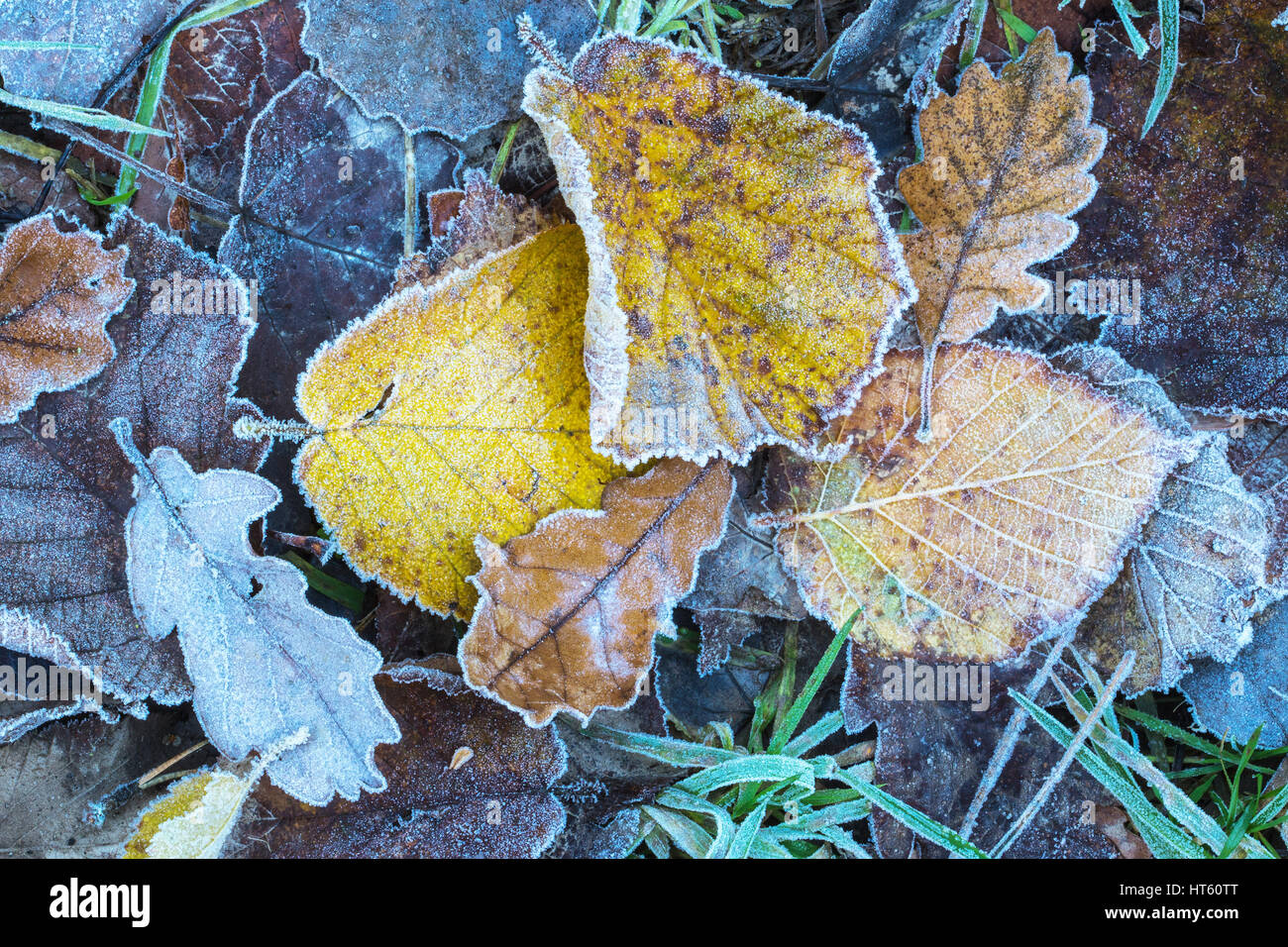 Frosted garden vegetation hi-res stock photography and images - Alamy