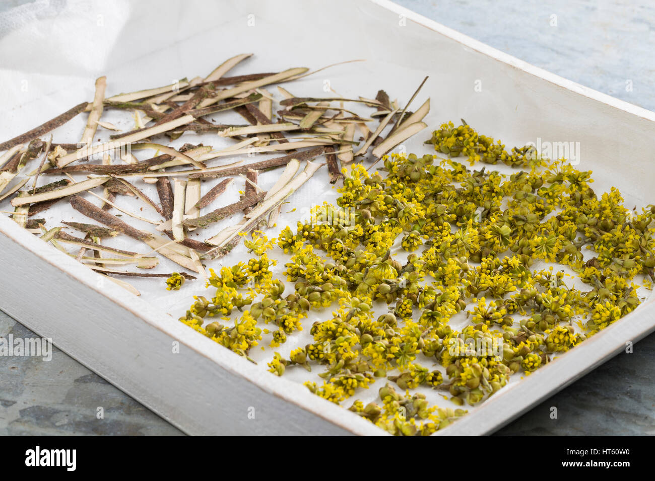 Blüten und Rinde von Kornelkirsche werden getrocknet. Kornelkirsche ...