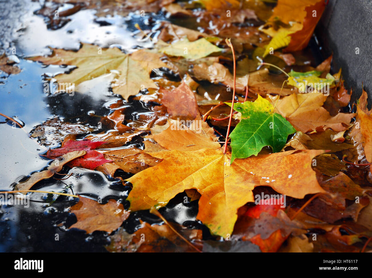 Colorful wet autumn leaves on the pavement Stock Photo - Alamy